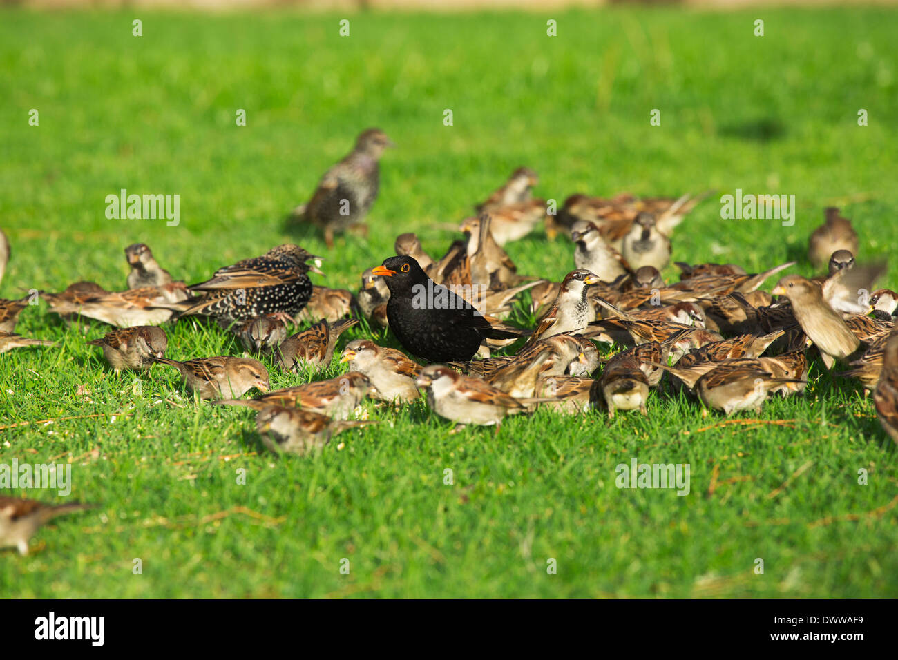 Garden sparrows hi-res stock photography and images - Alamy