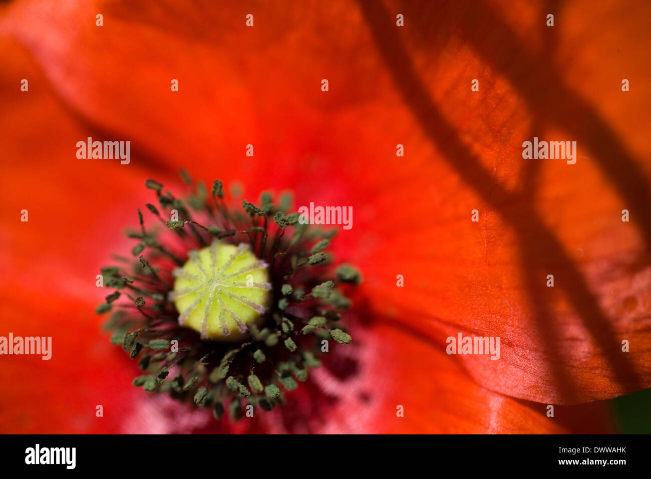 red poppy flower head close up Stock Photo - Alamy