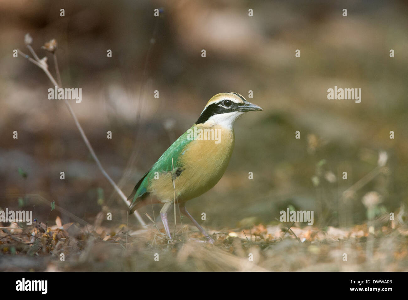 The Indian Pitta at Bondla National Park a part of the Western Ghats of ...
