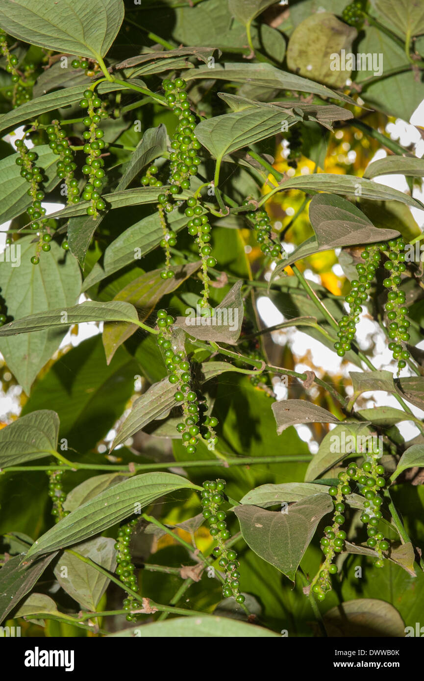 Pepper Tree In Kerala