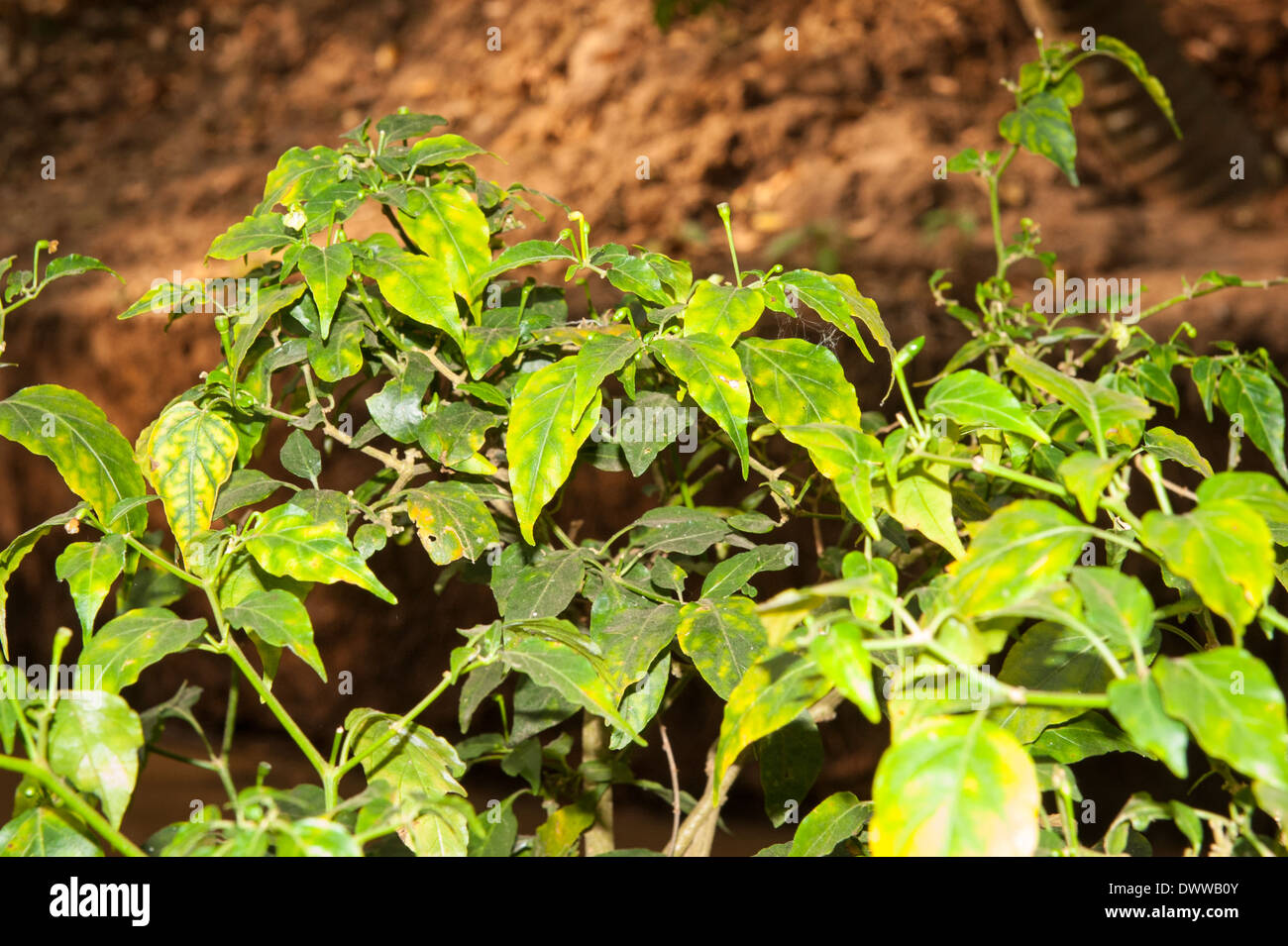 Bush Clove High Resolution Stock Photography and Images - Alamy