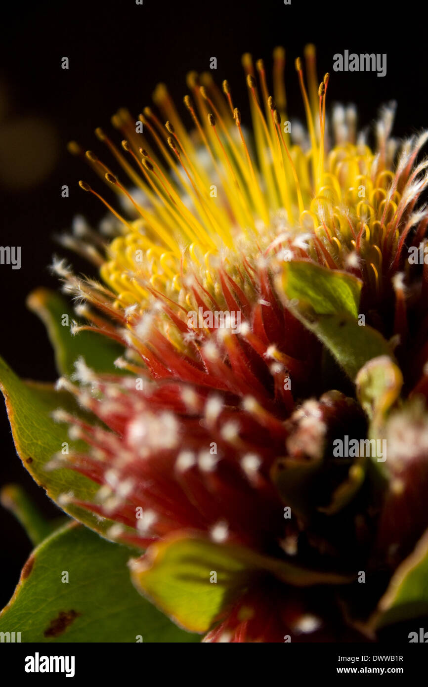 Oleifolium hi-res stock photography and images - Alamy