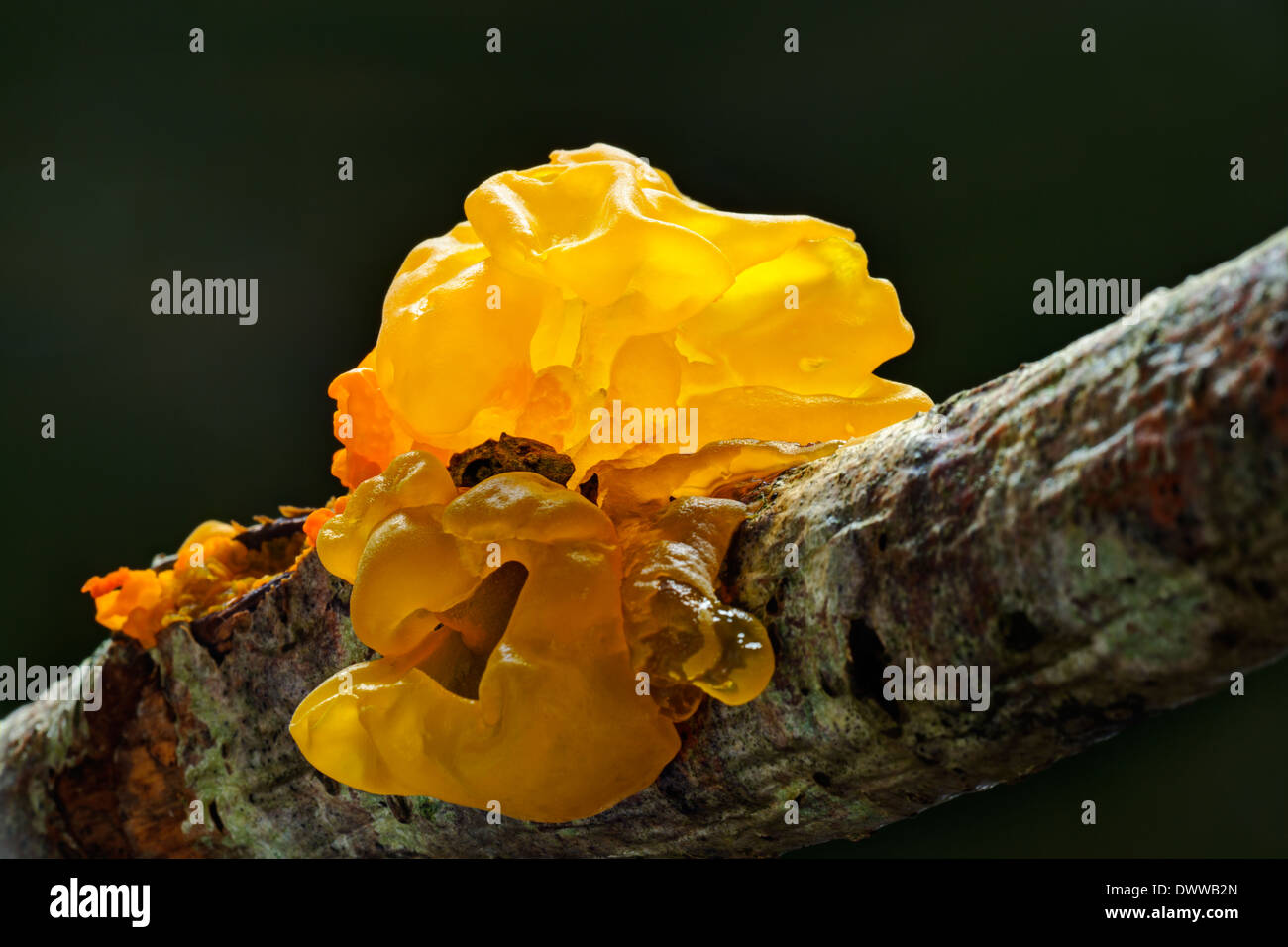 Tremella mesenterica yellow brain, golden jelly fungus, yellow trembler ...