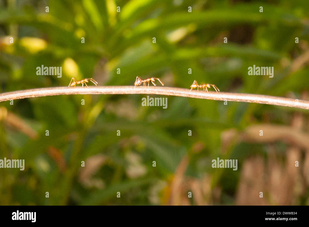 Indian ants hi-res stock photography and images - Alamy
