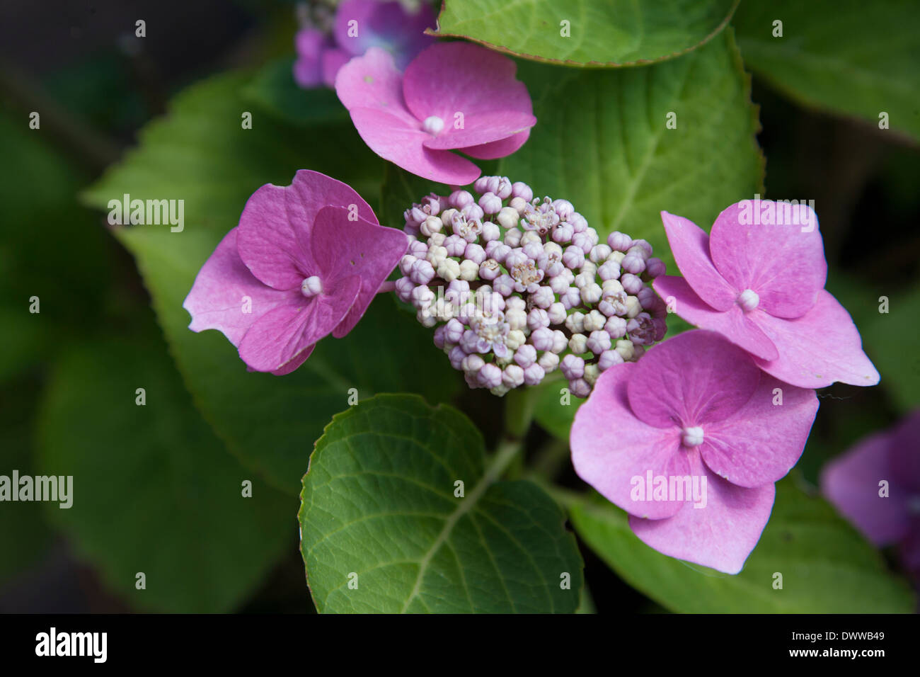 Heart shaped hydrangea hi-res stock photography and images - Alamy
