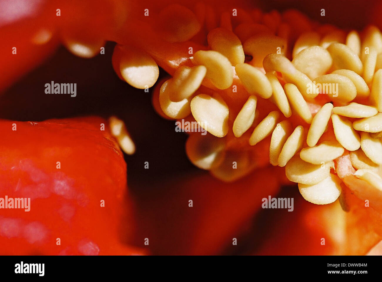 Plants in the nightshade family hi-res stock photography and images - Alamy