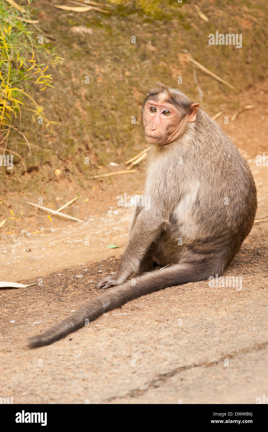 South Southern India Kerala Thekkady monkey spice village scene wild ...