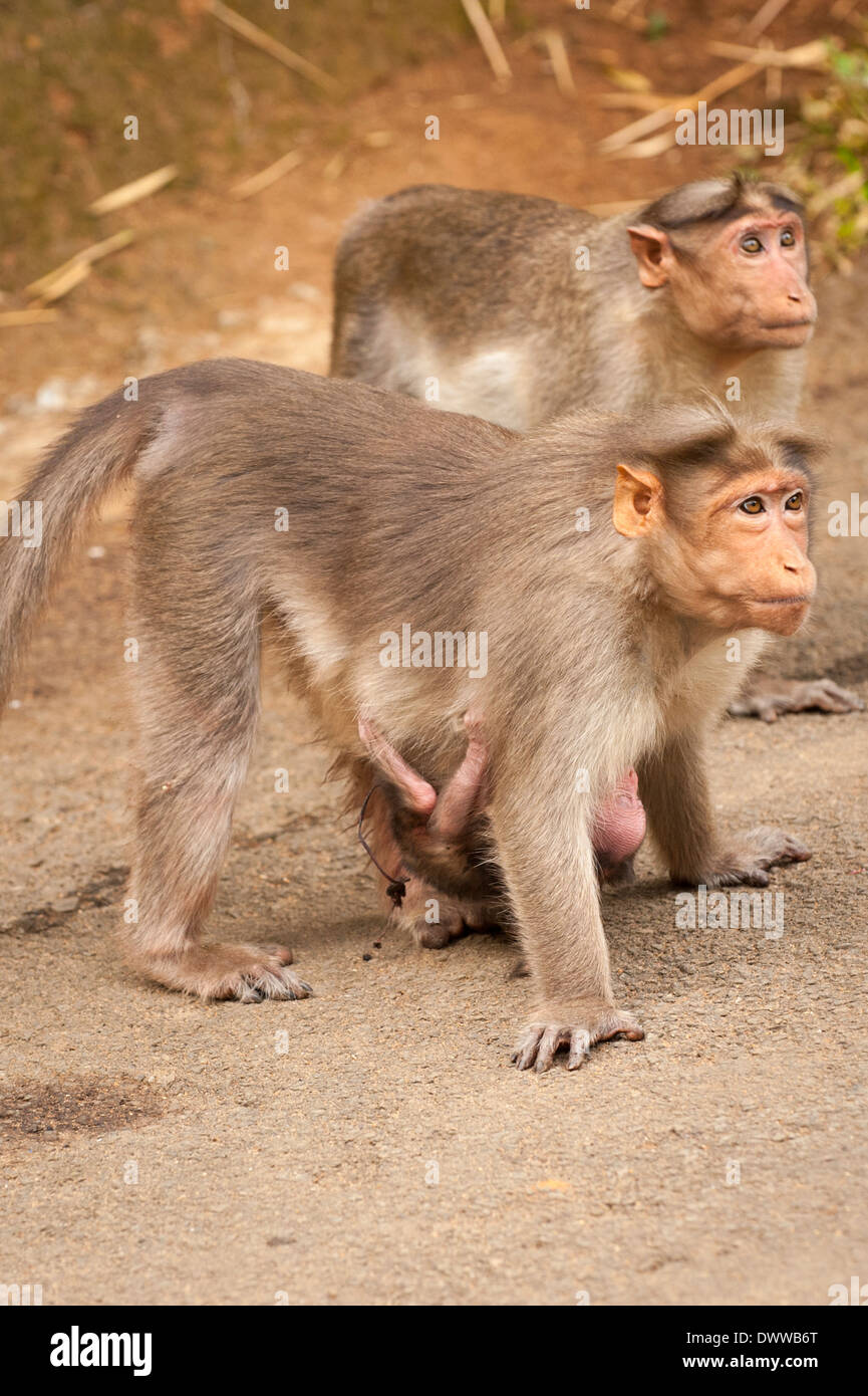 South Southern India Kerala Thekkady 3 two monkeys spice village scene ...