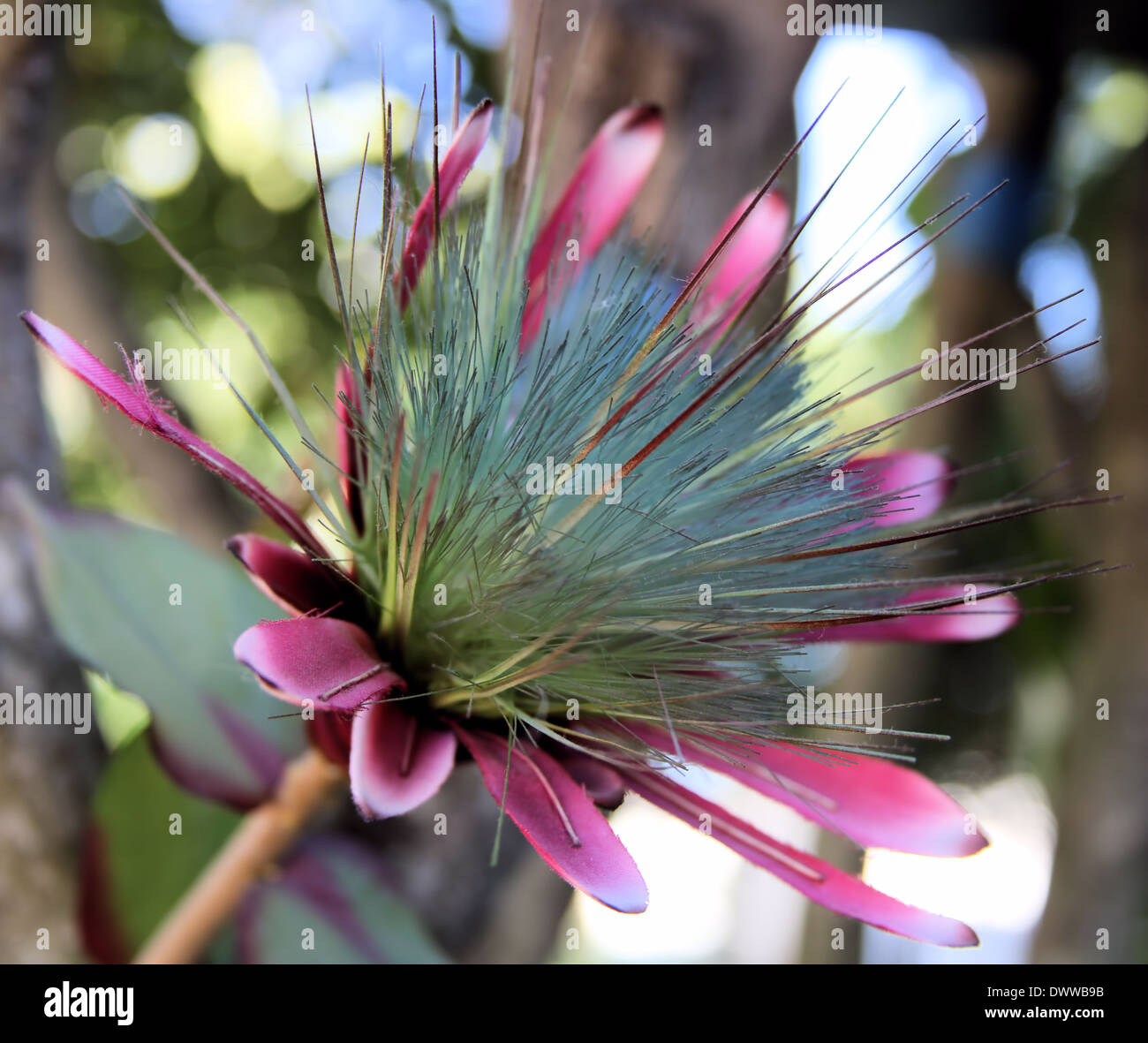 Budding flower hi-res stock photography and images - Alamy