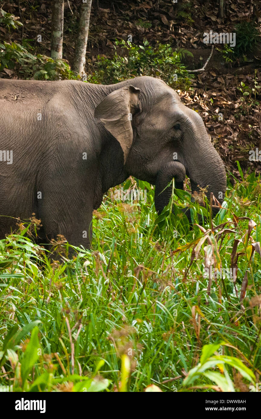 South Southern India Kerala Thekkady Periyar National Park scenery ...