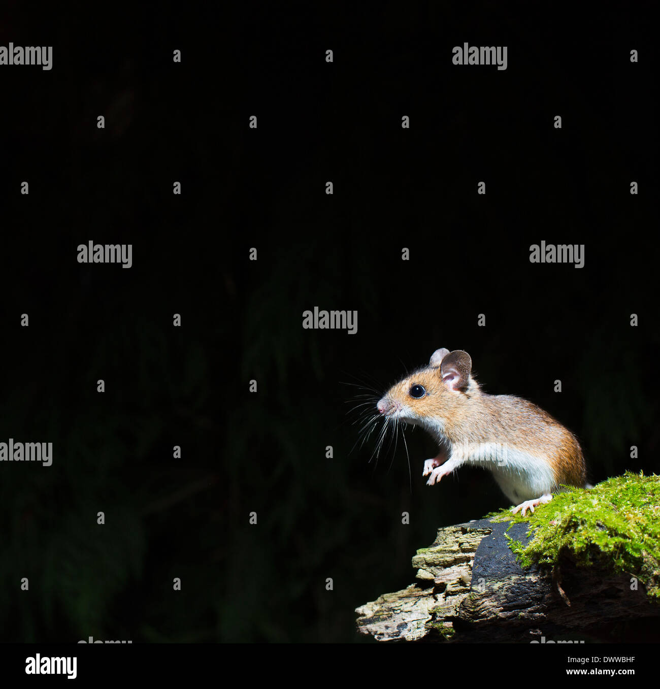 Wood mouse -Apodemus sylvaticus Stock Photo - Alamy