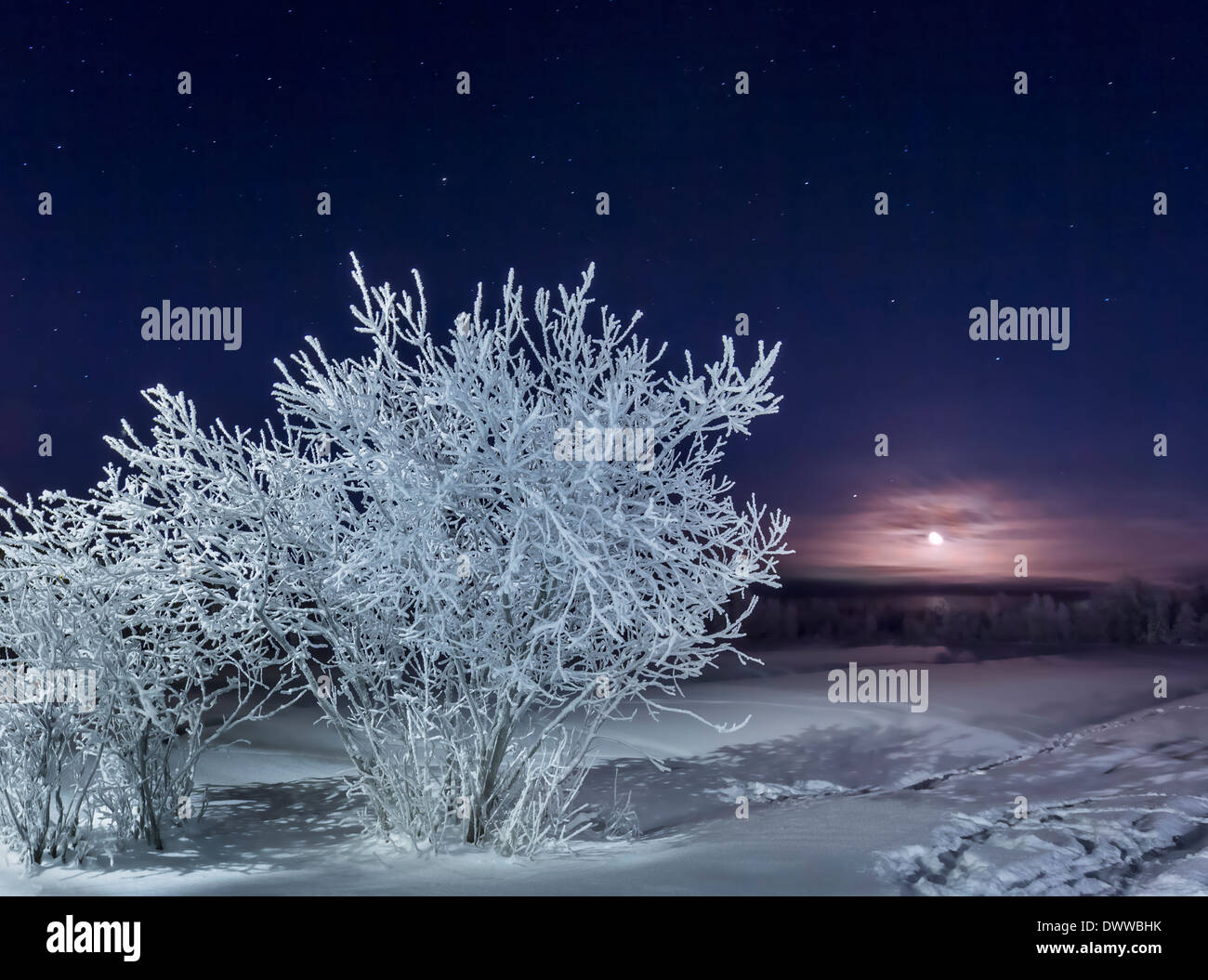 Trees in the frozen landscape, cold temperatures as low as -47 celsius ...
