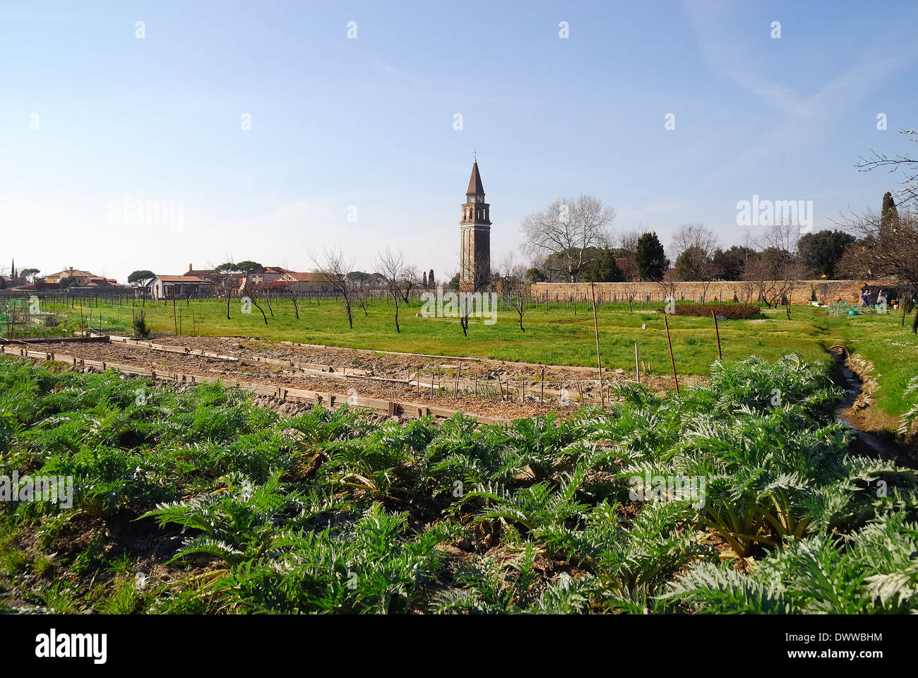 Island of Burano, Venice lagoon. The vegetable gardens. Burano is ...