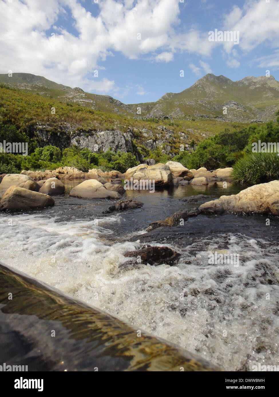 Palmiet hi-res stock photography and images - Alamy