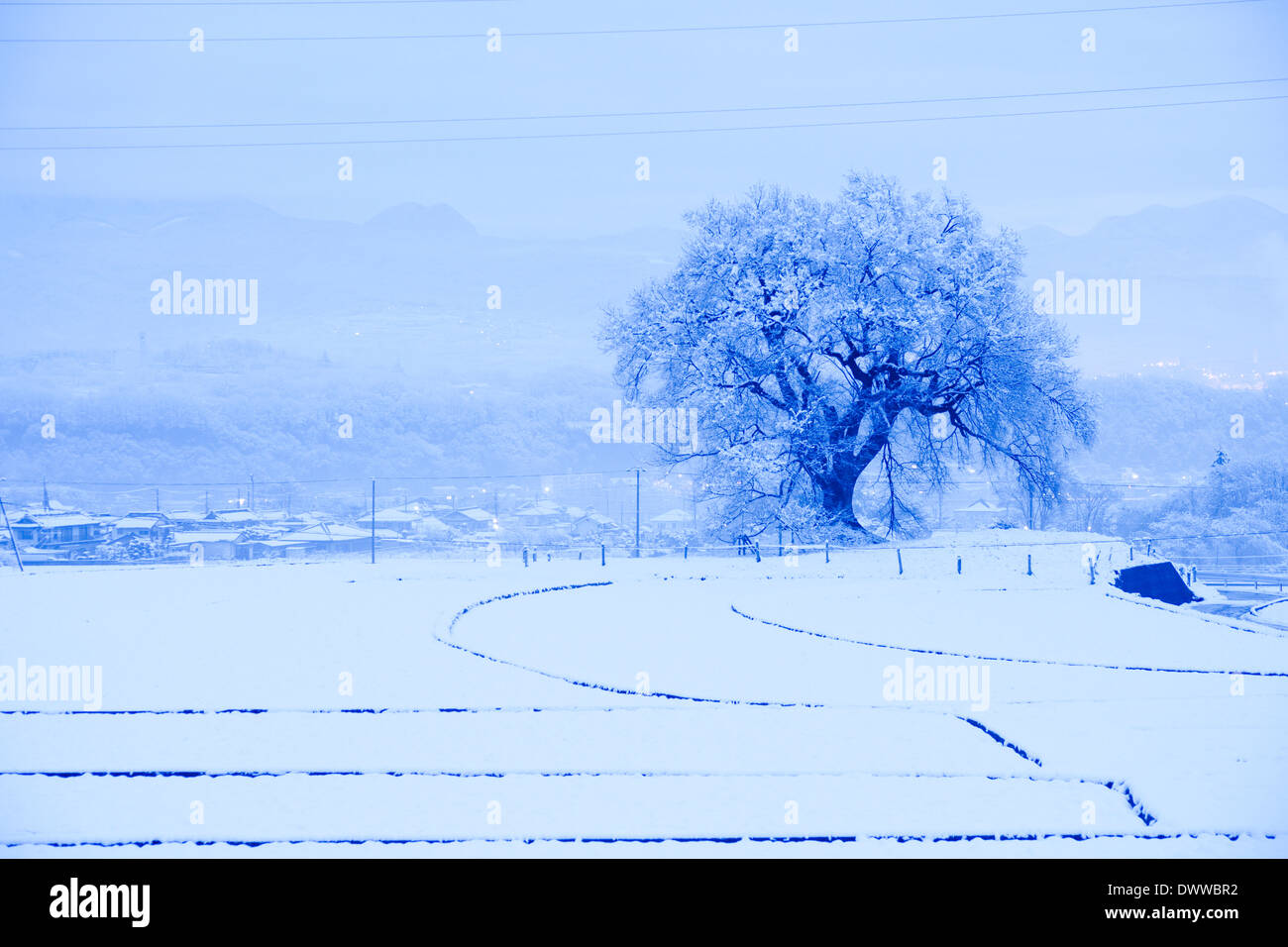 Snow covered cherry tree hi-res stock photography and images - Alamy