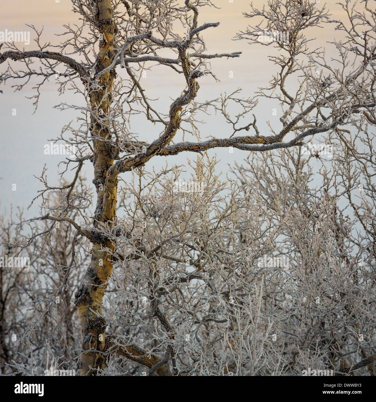 Trees in the frozen landscape, cold temperatures as low as -47 celsius ...