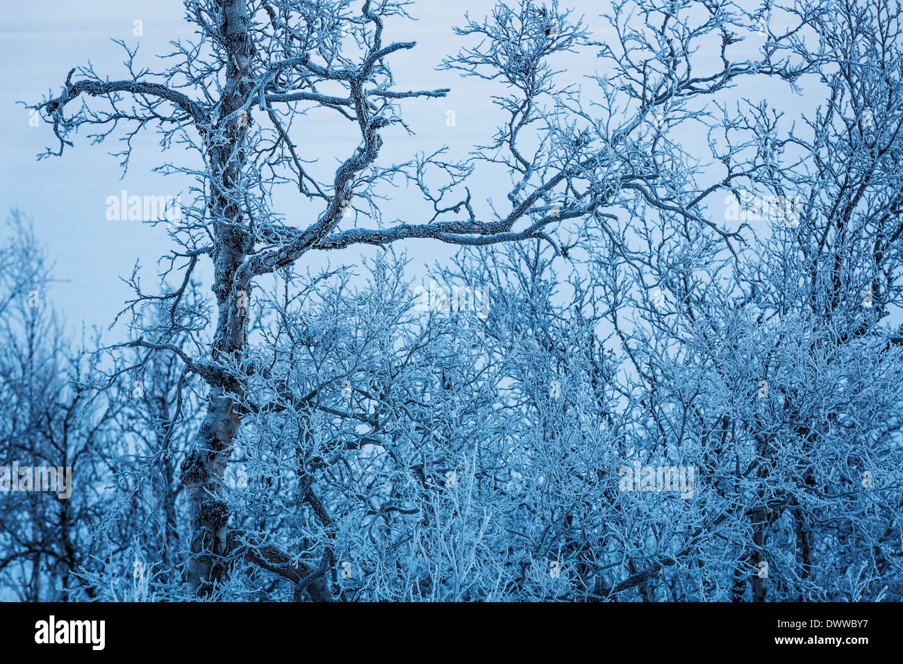 Trees in the frozen landscape, cold temperatures as low as -47 celsius ...