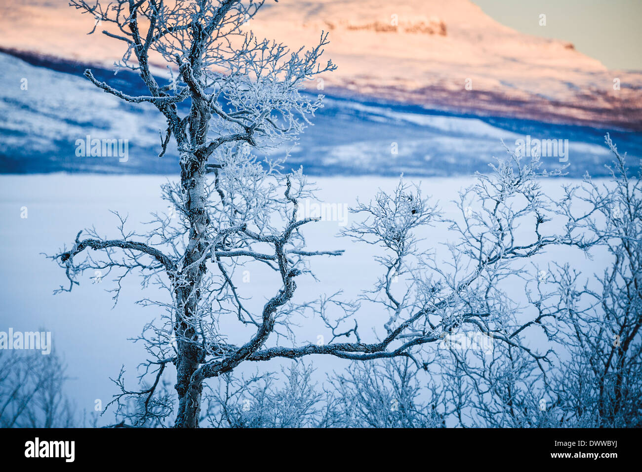 Trees in the frozen landscape, cold temperatures as low as -47 celsius ...