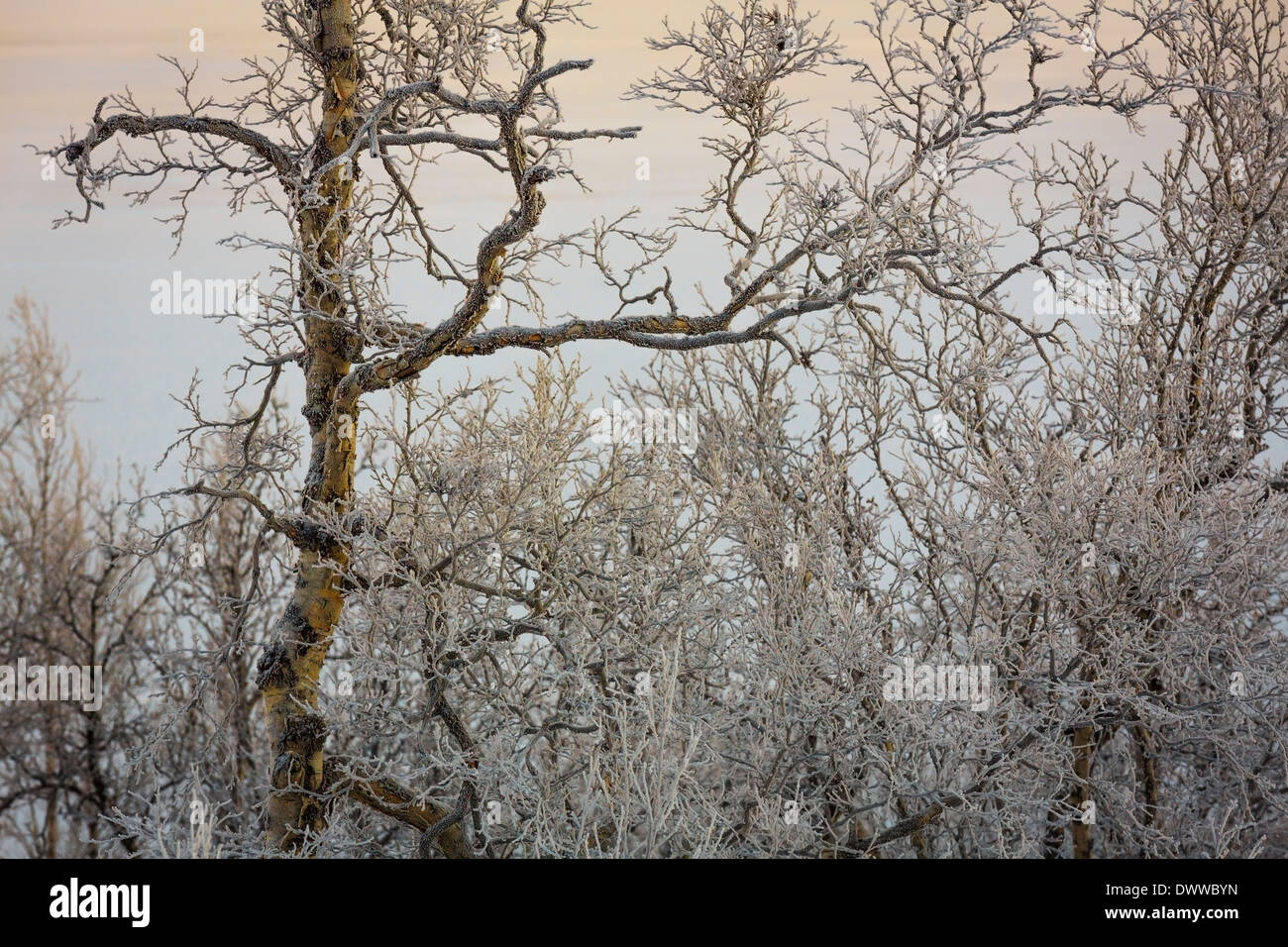 Trees in the frozen landscape, cold temperatures as low as -47 celsius ...