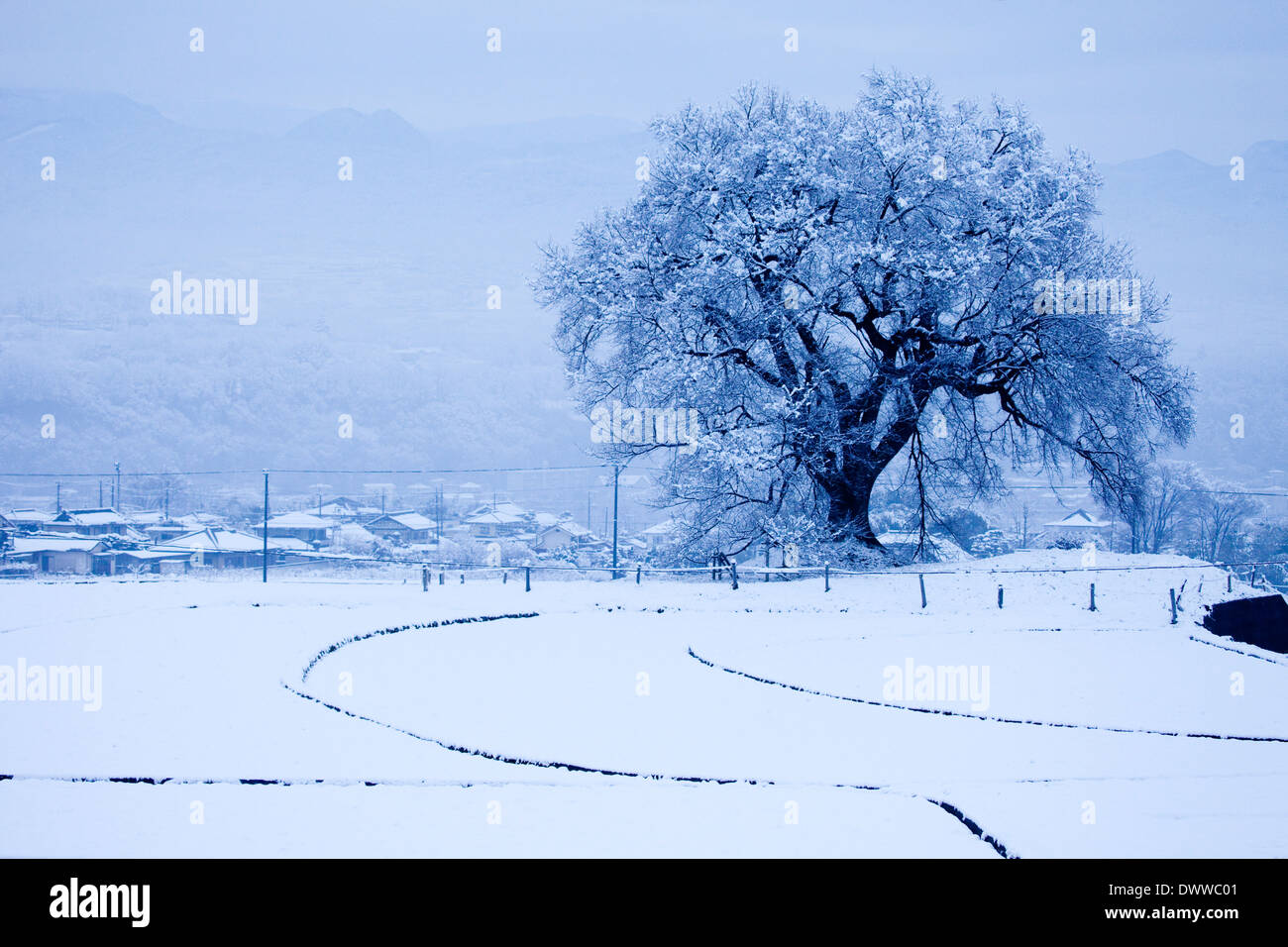 Snow covered cherry tree hi-res stock photography and images - Alamy
