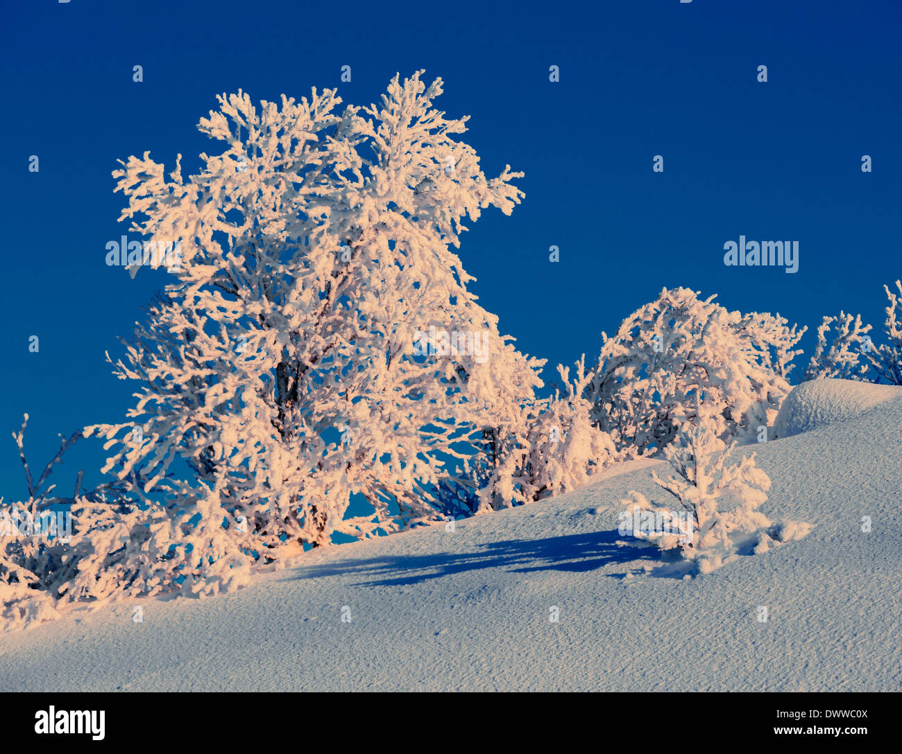 Trees in the frozen landscape, cold temperatures as low as -47 celsius ...