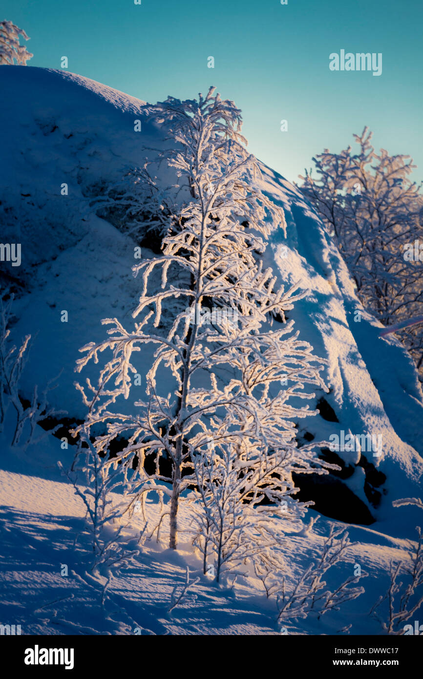 Trees in the frozen landscape, cold temperatures as low as -47 celsius ...
