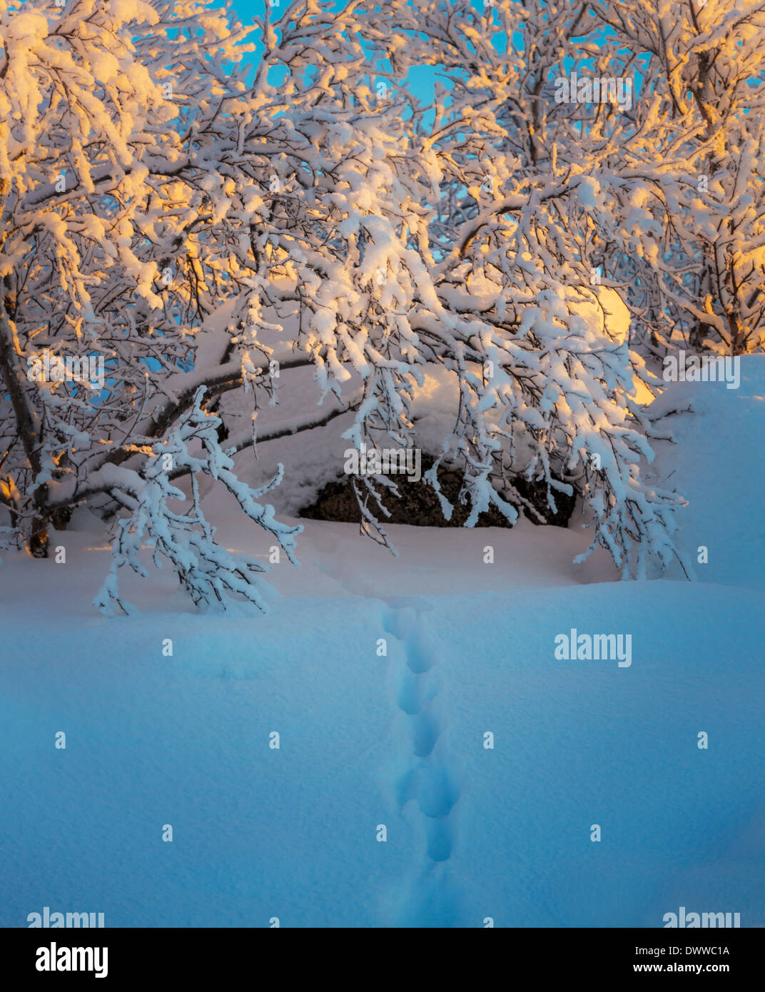 Trees in the frozen landscape, cold temperatures as low as -47 celsius ...