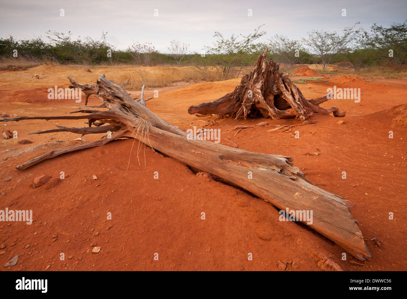 Sand desert roots erosion hi-res stock photography and images - Alamy