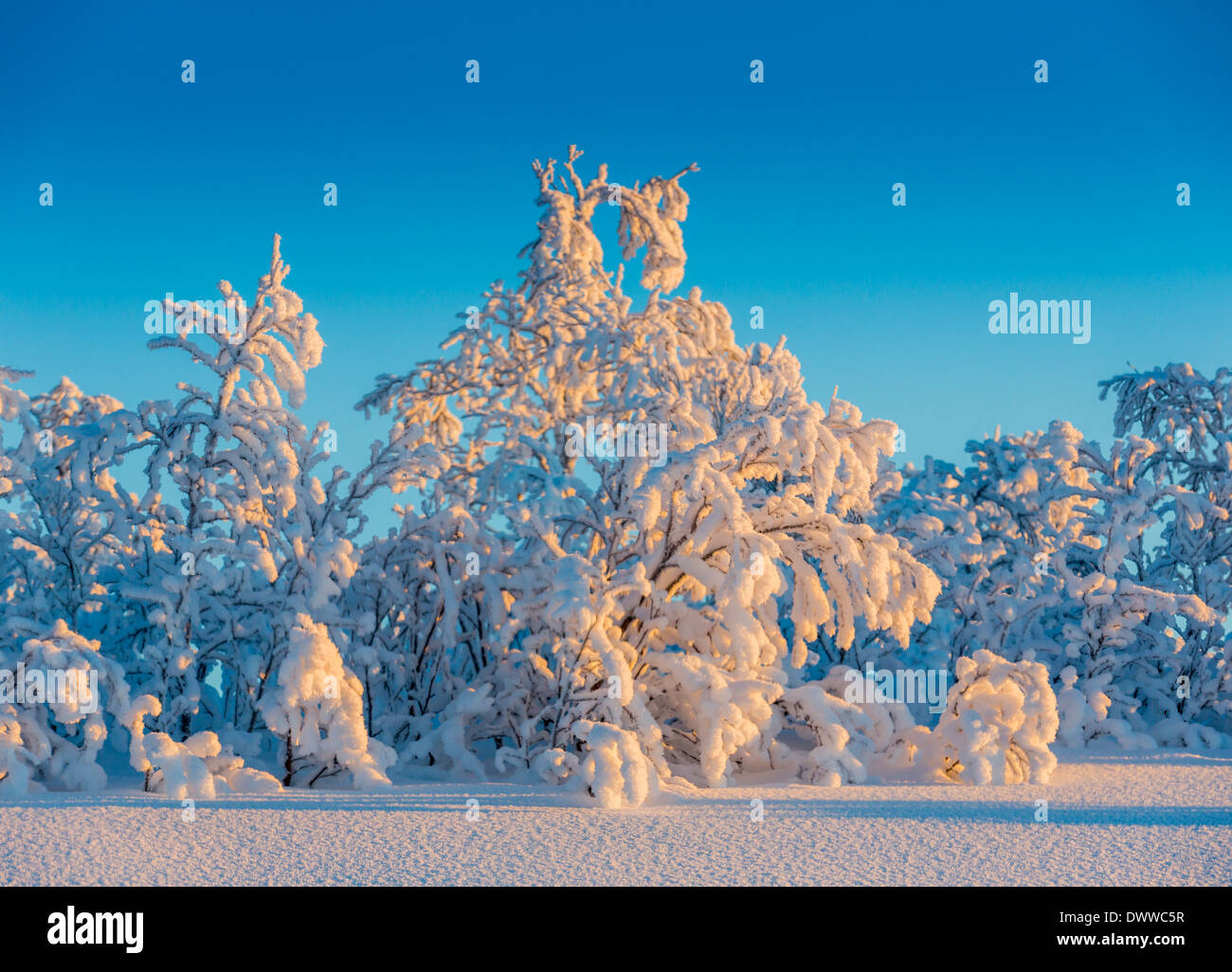 Trees in the frozen landscape, cold temperatures as low as -47 celsius ...
