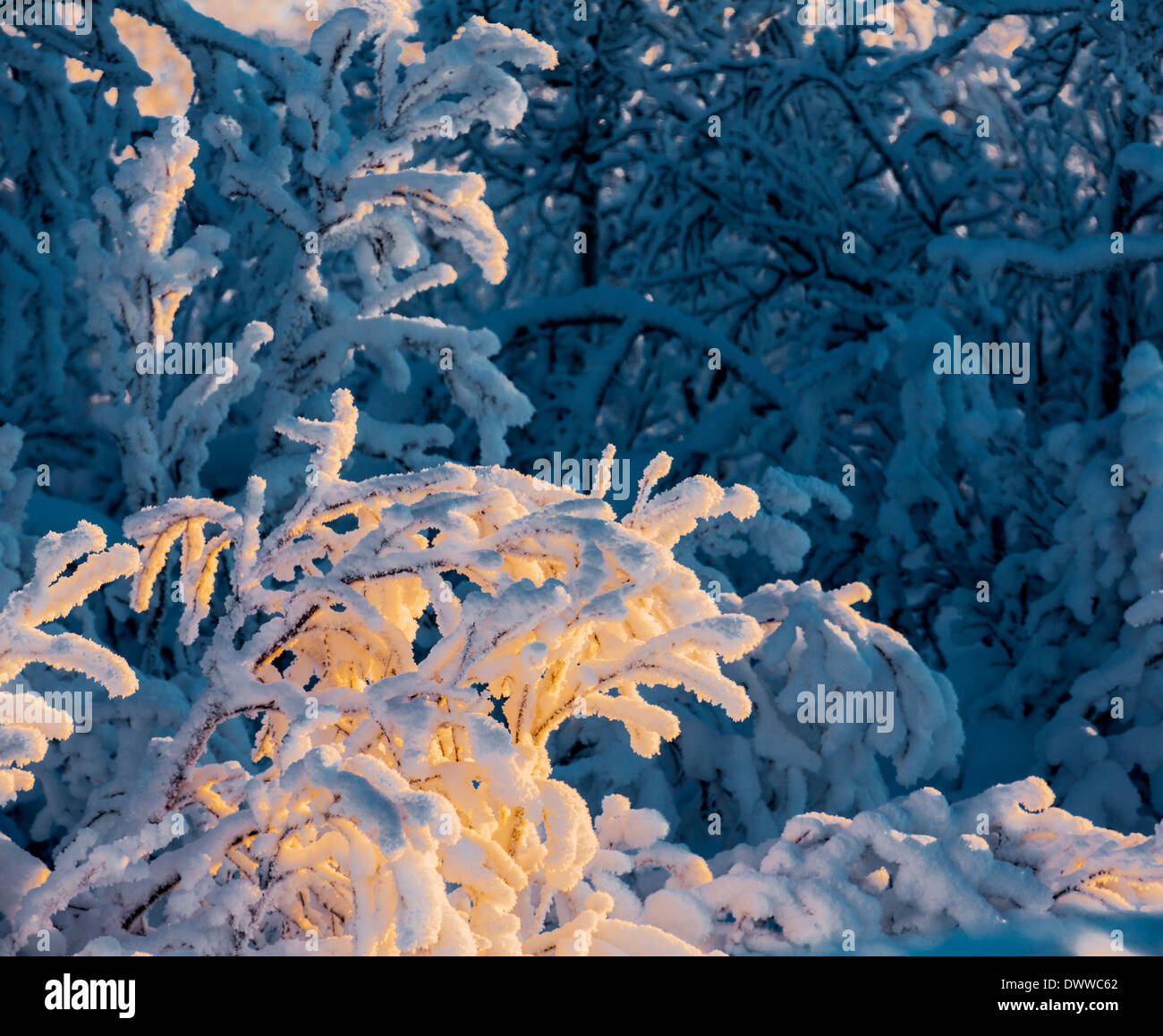 Trees in the frozen landscape, cold temperatures as low as -47 celsius ...