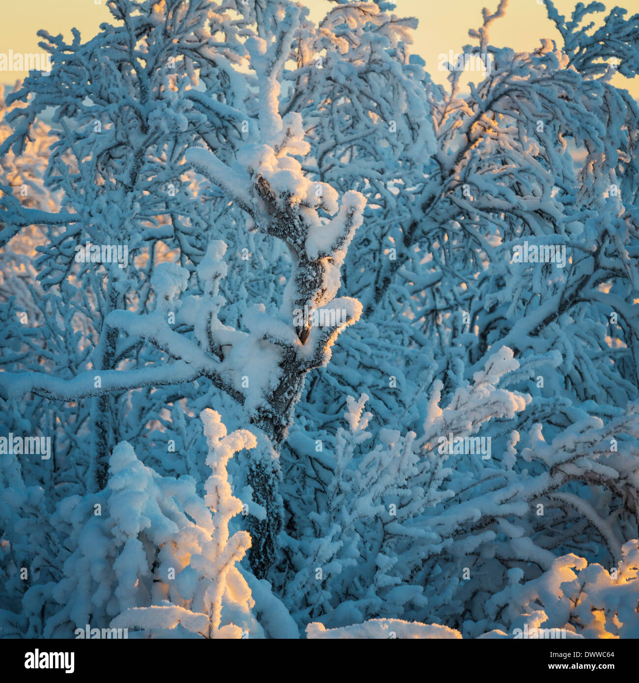 Trees in the frozen landscape, cold temperatures as low as -47 celsius ...