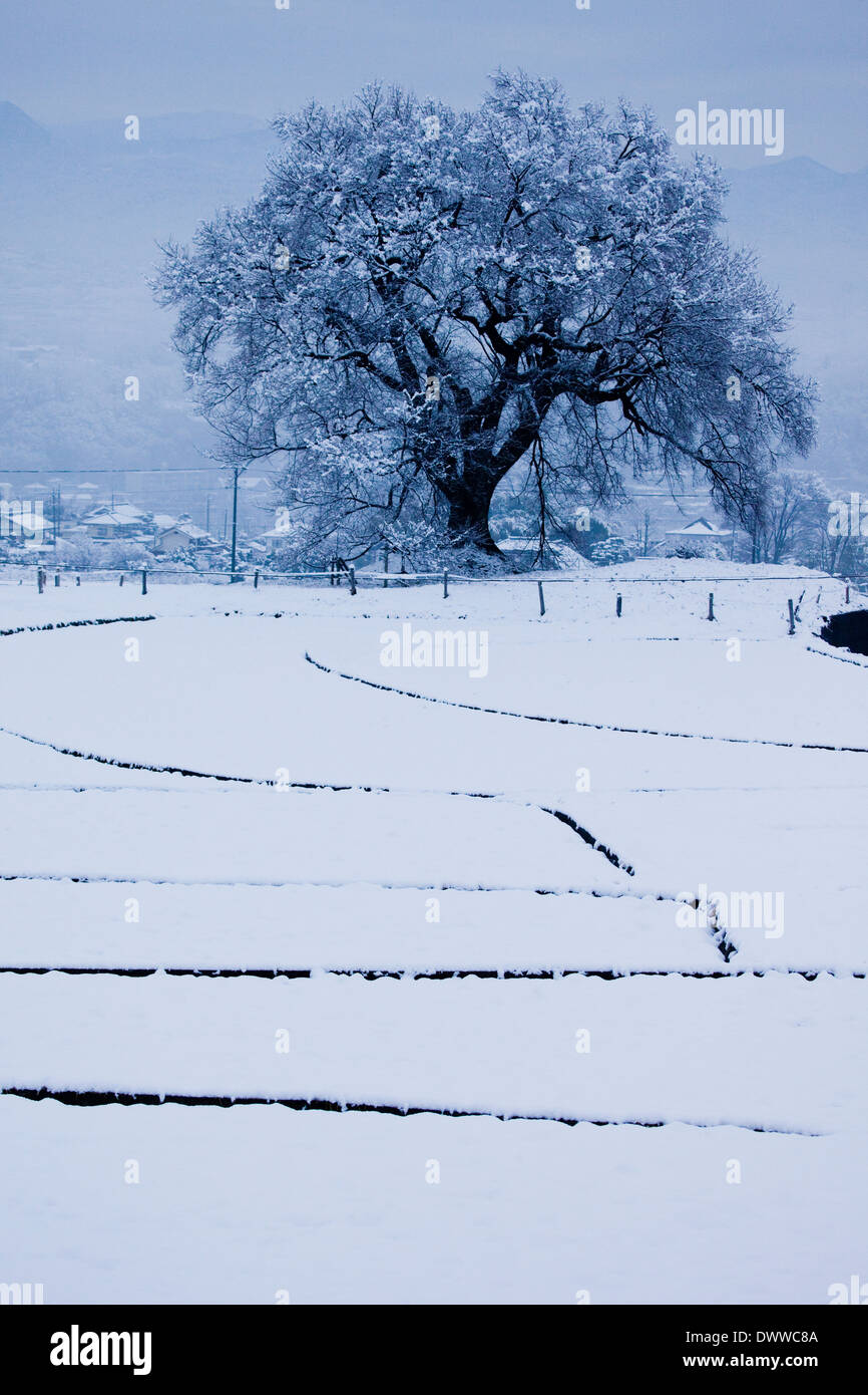 Snow covered cherry tree, Yamanashi Prefecture, Japan Stock Photo - Alamy