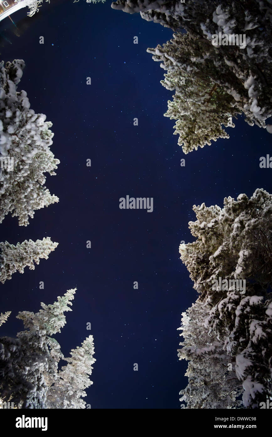 Trees and stars, cold temperatures as low as -47 celsius, Lapland ...