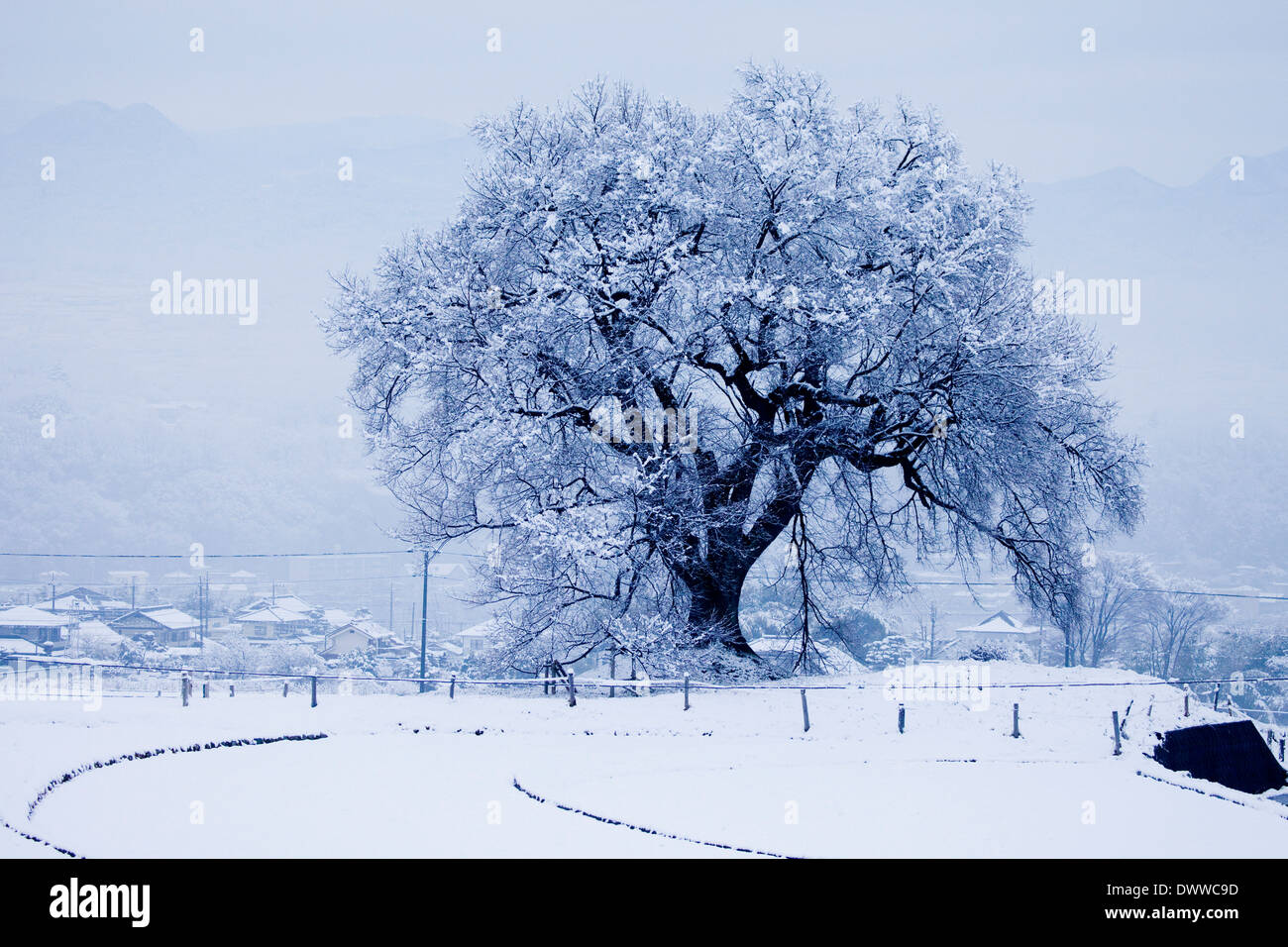 Snow covered cherry tree hi-res stock photography and images - Alamy