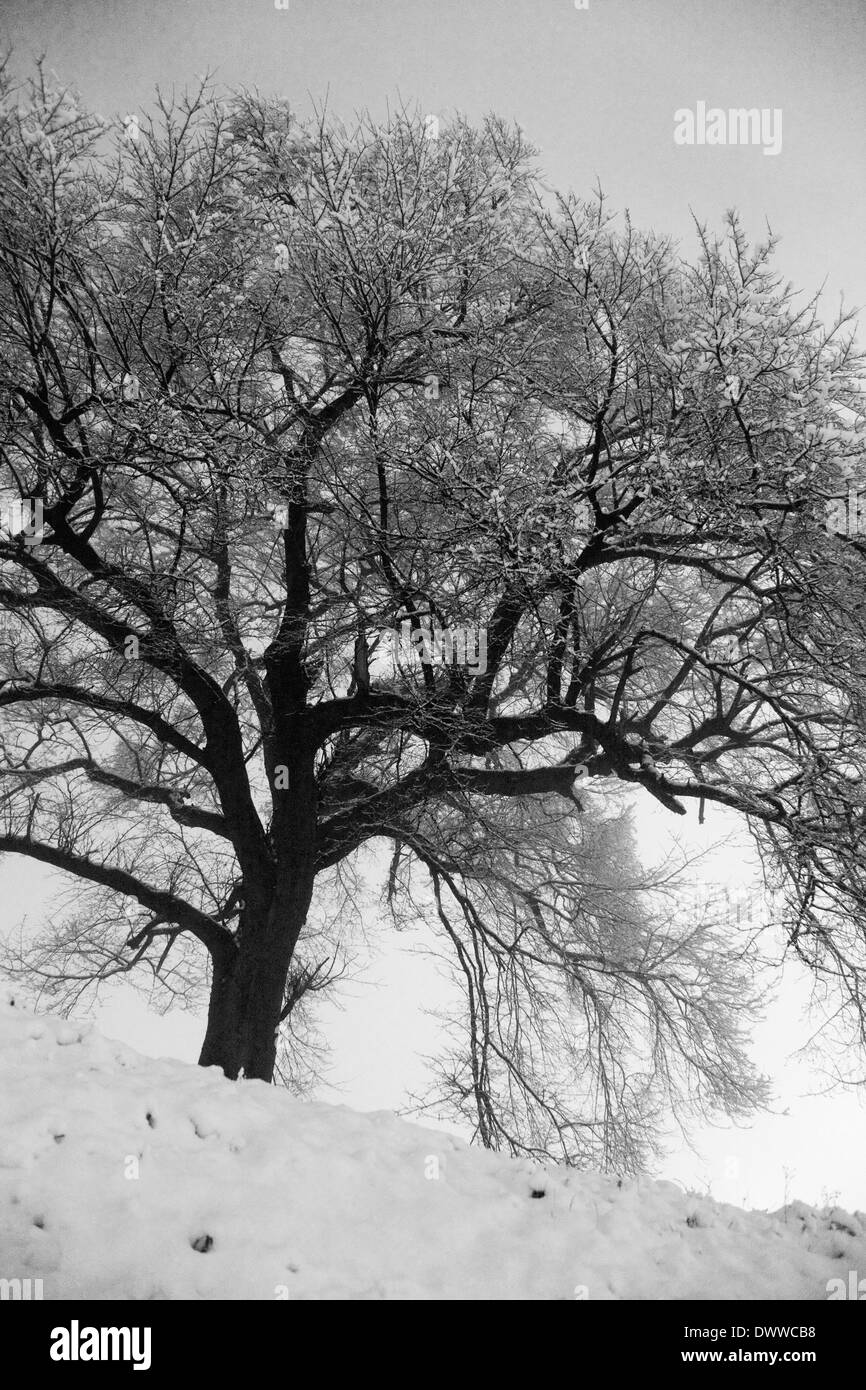 Snow covered cherry tree, Yamanashi Prefecture, Japan Stock Photo - Alamy
