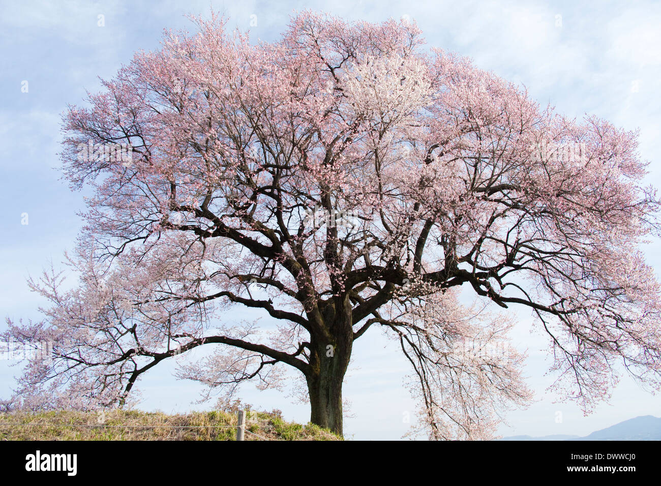 Japan cherry tree hi-res stock photography and images - Alamy