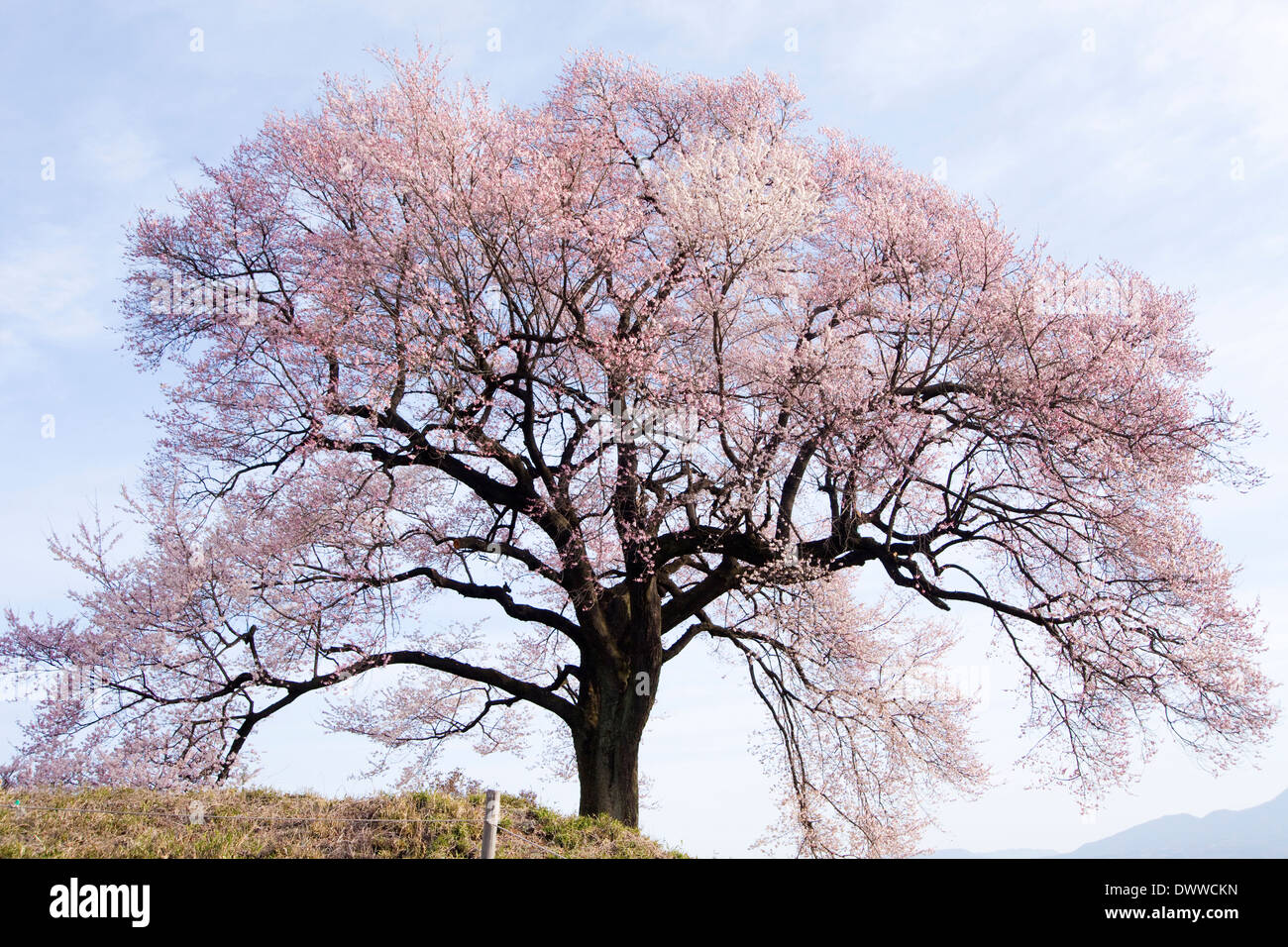 Japan cherry tree hi-res stock photography and images - Alamy
