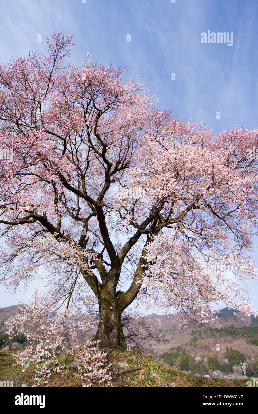 Japan cherry tree hi-res stock photography and images - Alamy