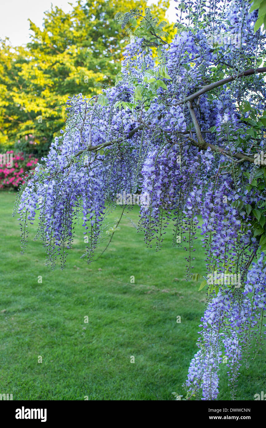 Flowering wisteria plants on hi-res stock photography and images - Alamy
