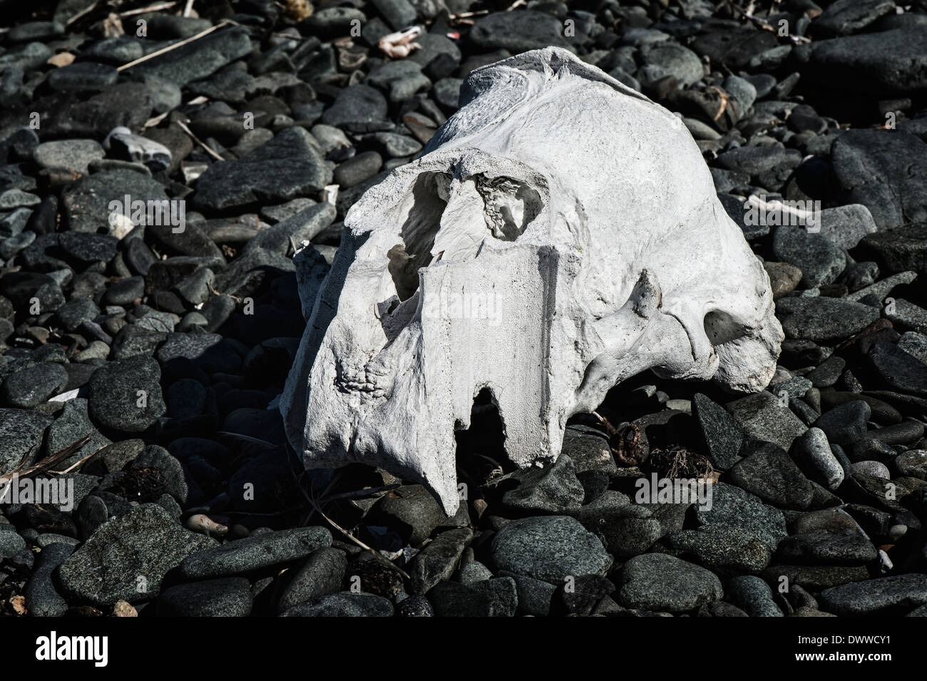 Walrus skull, Ittygran Island, Chukotka, Russia Stock Photo - Alamy