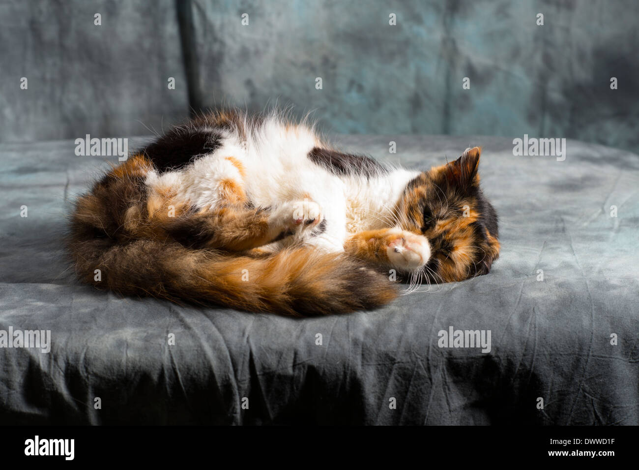 Kitten resting curled up Stock Photo - Alamy