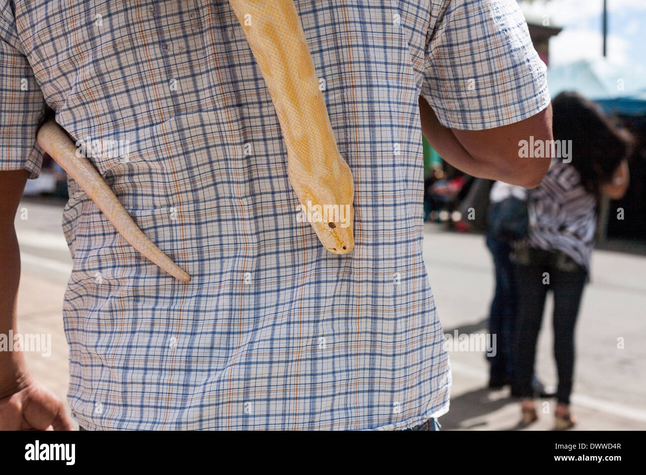 A man handles a yellow Burmese Python around his torso on the streets ...