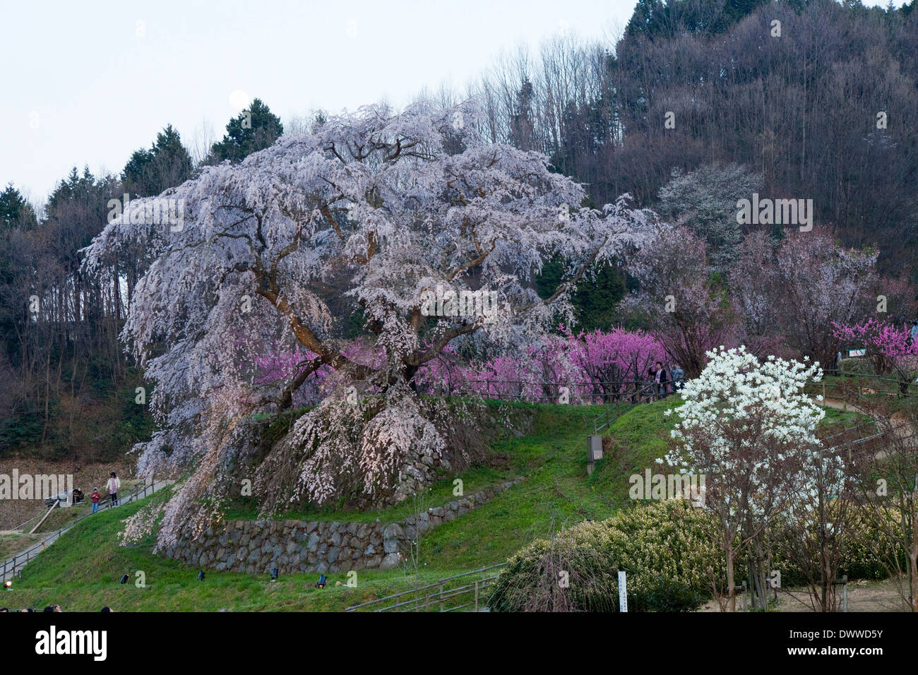 Tree nara hi-res stock photography and images - Alamy