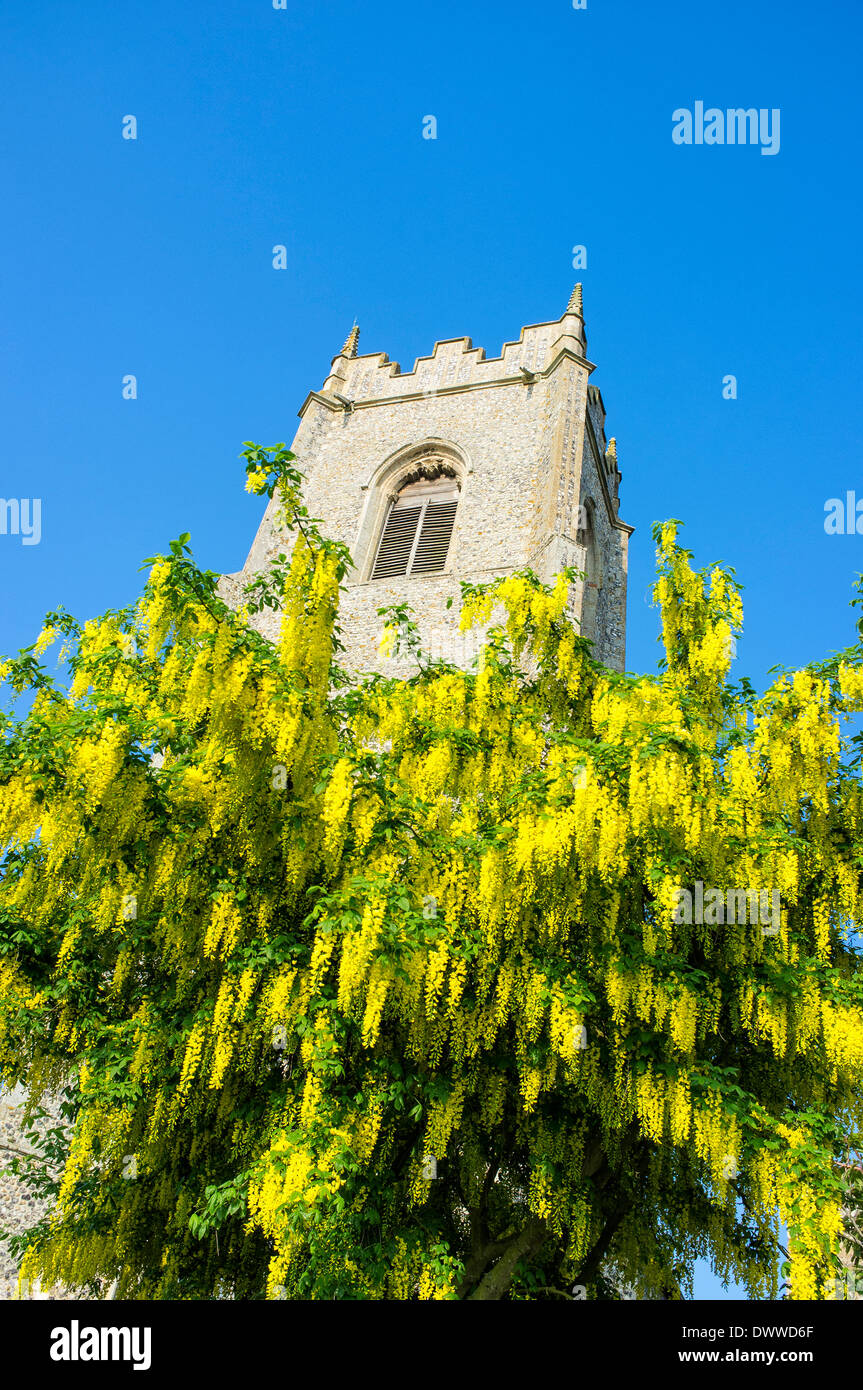 Laburnum tree hi-res stock photography and images - Alamy