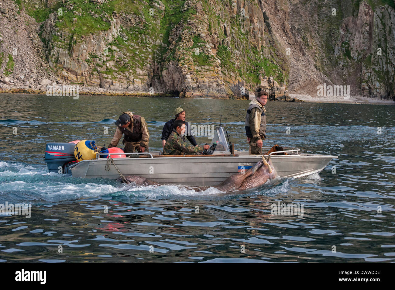 Walrus hunters, Cape Achen, Chukotka, Russia Stock Photo - Alamy