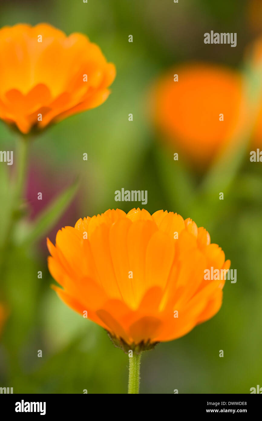 Calendula plant hi-res stock photography and images - Alamy