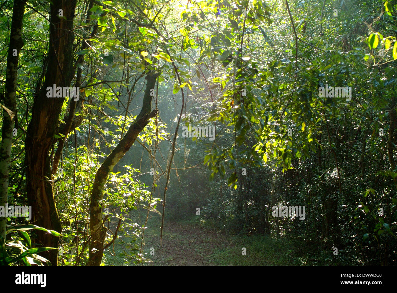 Indigenous timber hi-res stock photography and images - Alamy