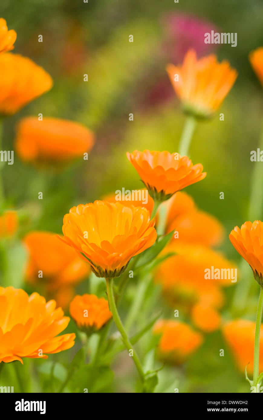 Pot Marigold Calendula officinalis Stock Photo - Alamy