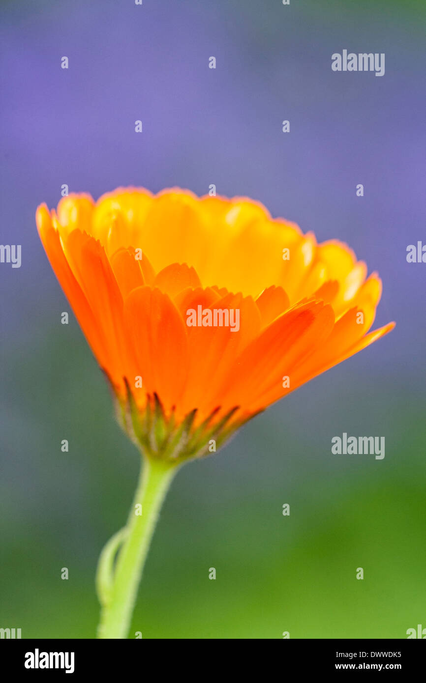 Pot Marigold Calendula officinalis Stock Photo - Alamy