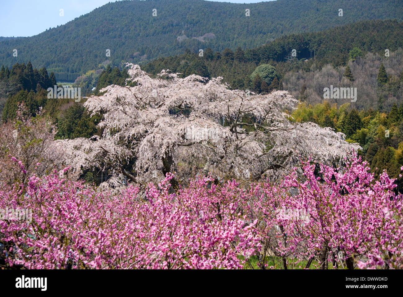 Nara Plant High Resolution Stock Photography and Images - Alamy